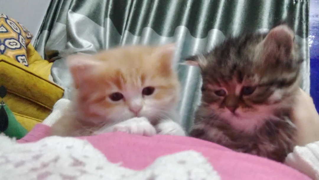 Here's some cats | Scrolller