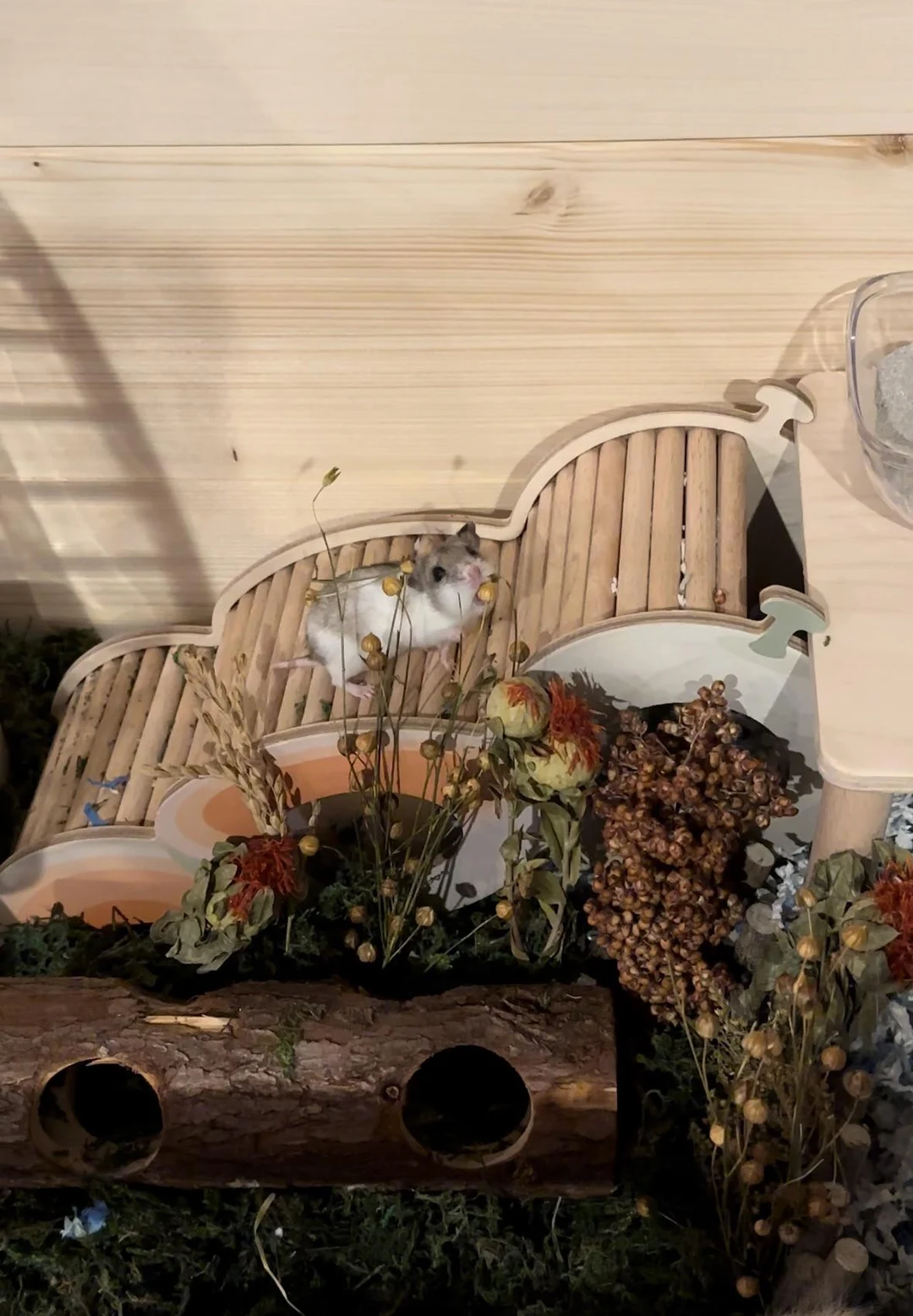 Meet Cutie - our new Chinese dwarf hamster! | Scrolller