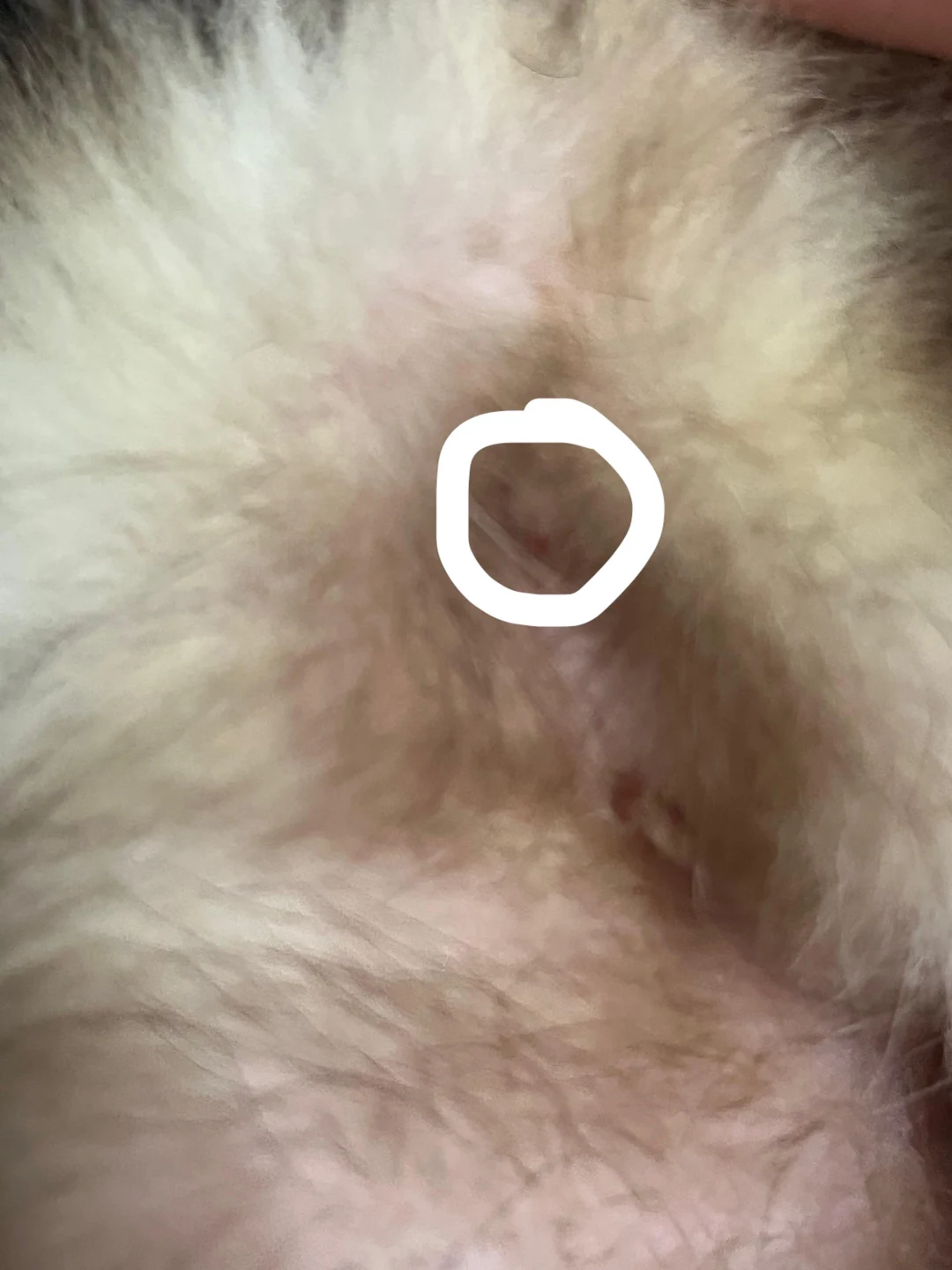 Weird red mark | Scrolller