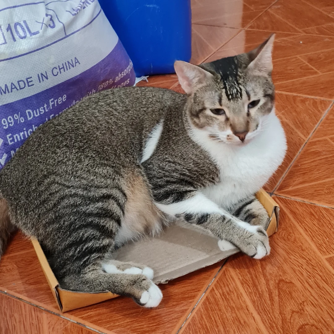 My Gumball trapped in a box that's a tad bit small for his chonk | Scrolller