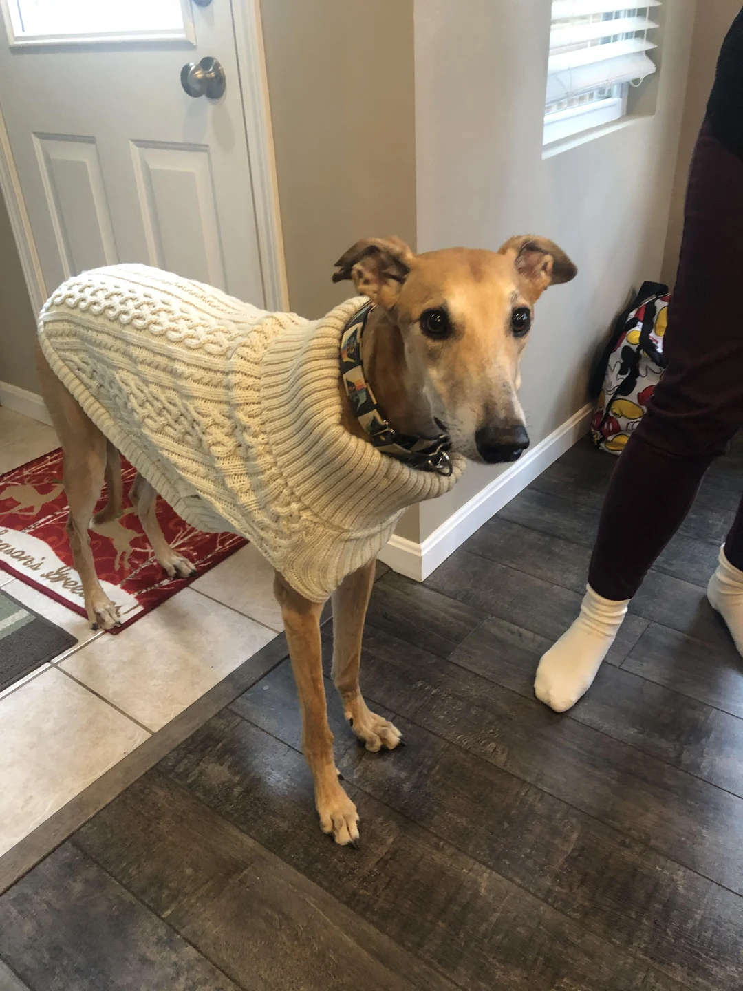 My brother’s very distinguished gentleman (His name is Jedi) | Scrolller