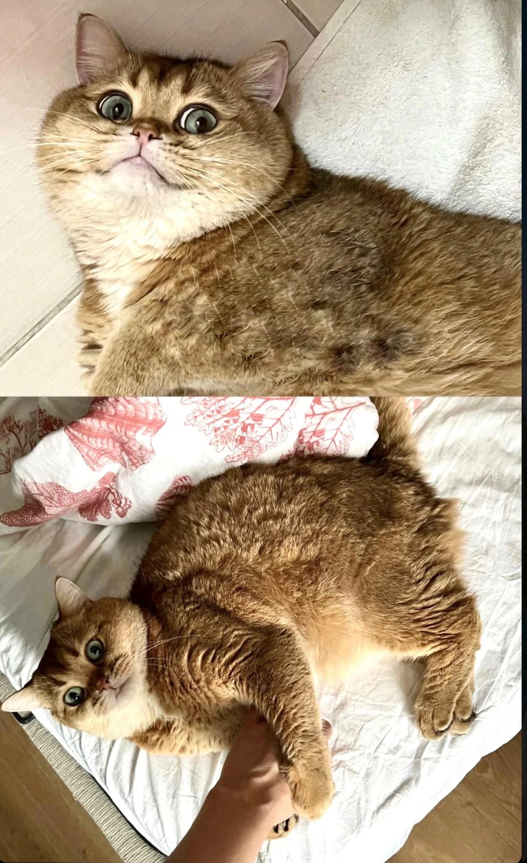 People were talking about him like: «You should be in a feed commercial» 😸 | Scrolller