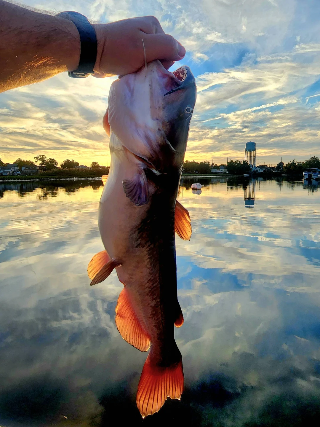 Catfish at Sunset | Scrolller