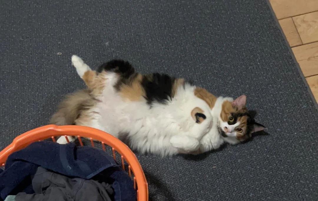 Cherry showing off her floofy belly | Scrolller