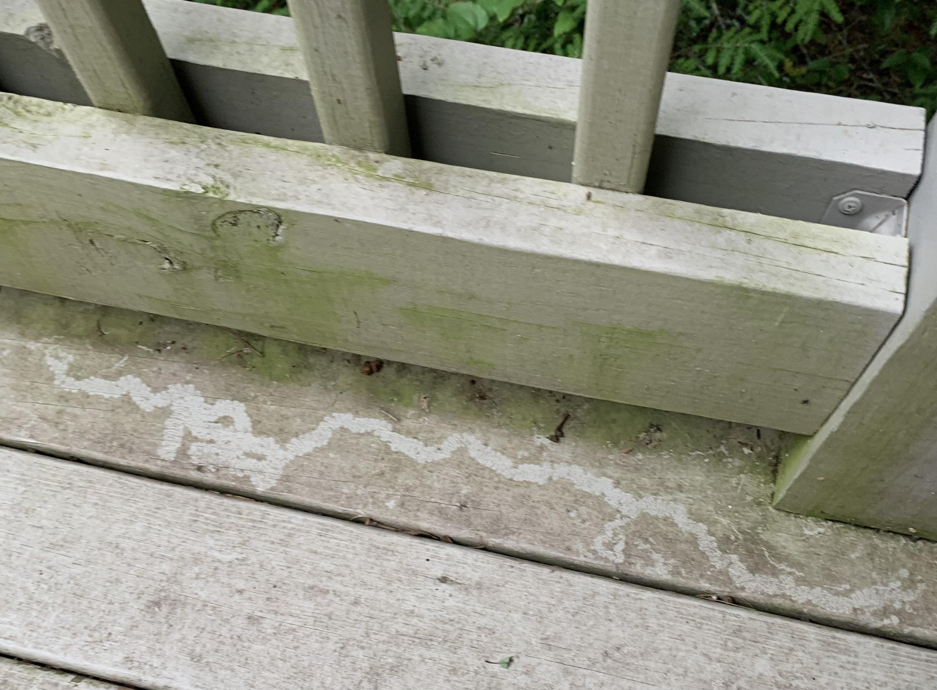 Path of a snail on a dirty deck (oc) | Scrolller
