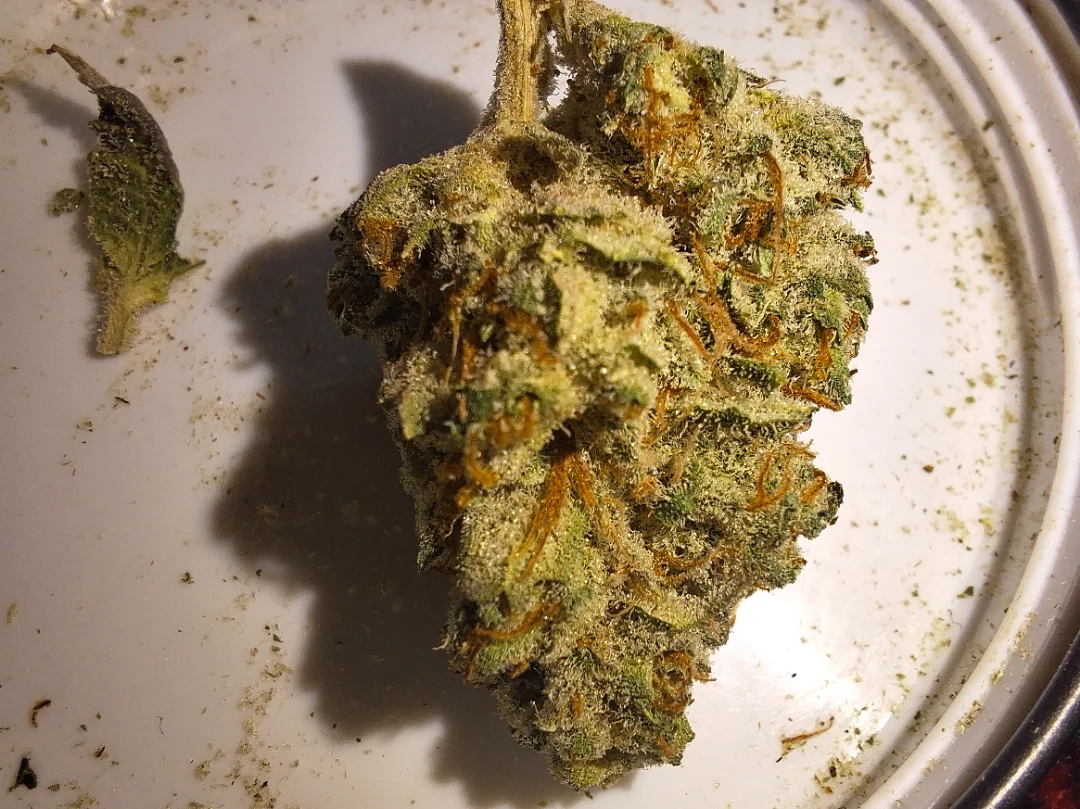 Grape Thai | Scrolller