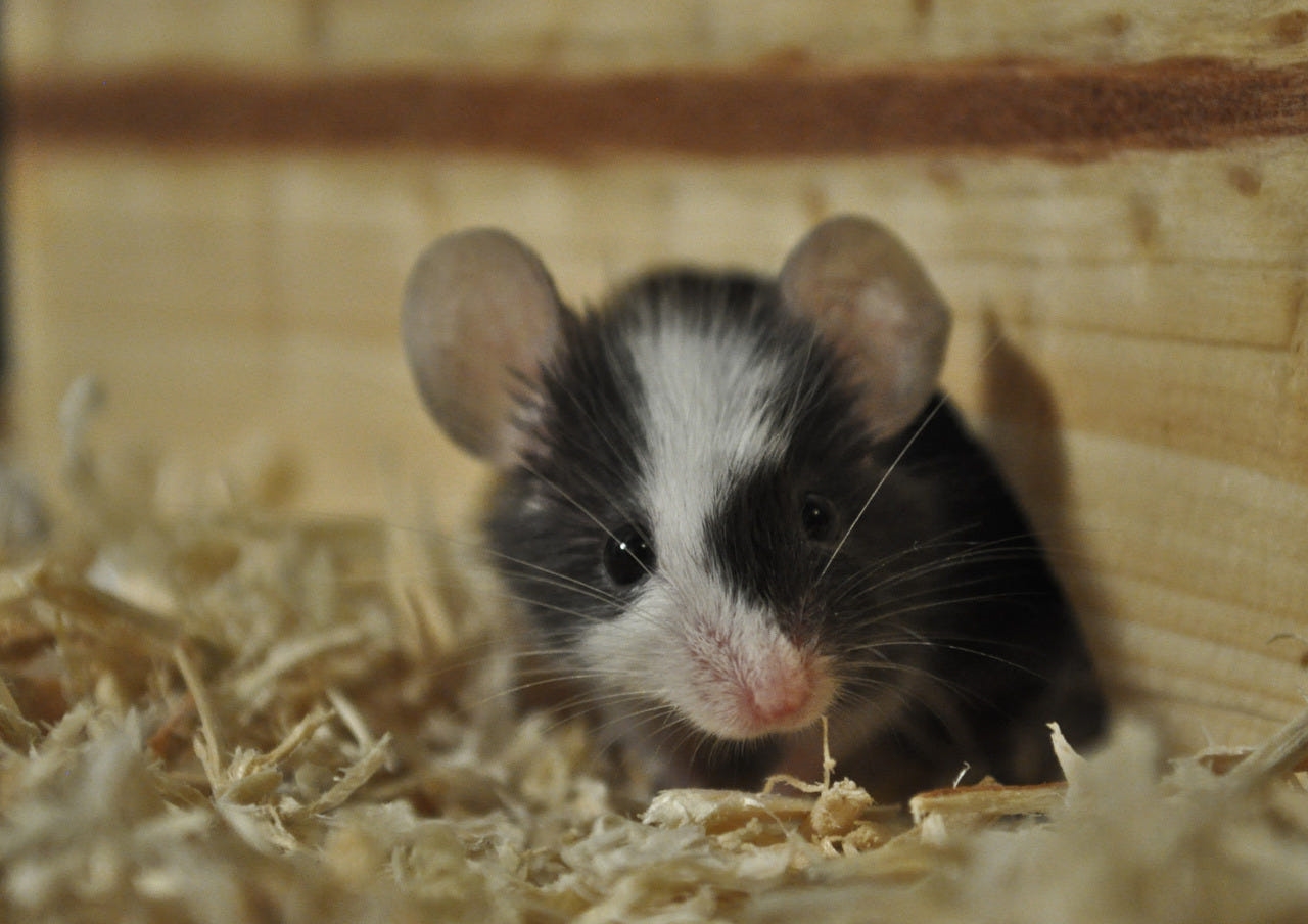 My Tiny Friend | Scrolller