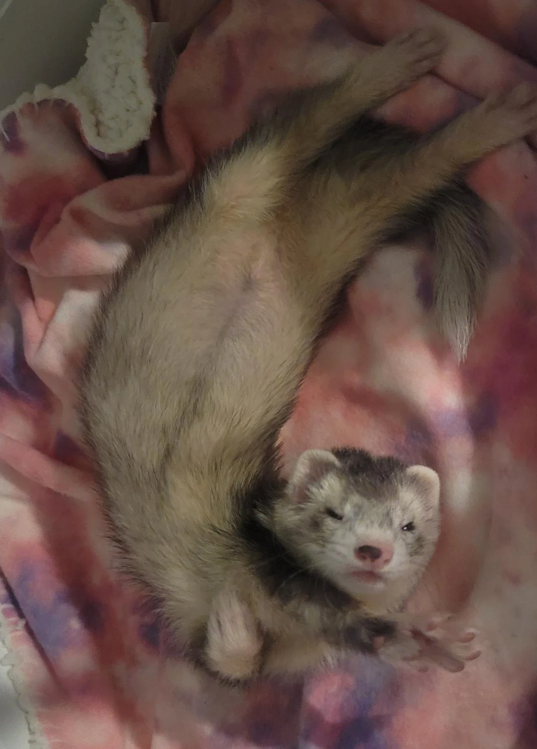 My new boi Cinnabon and his interesting sleep position | Scrolller