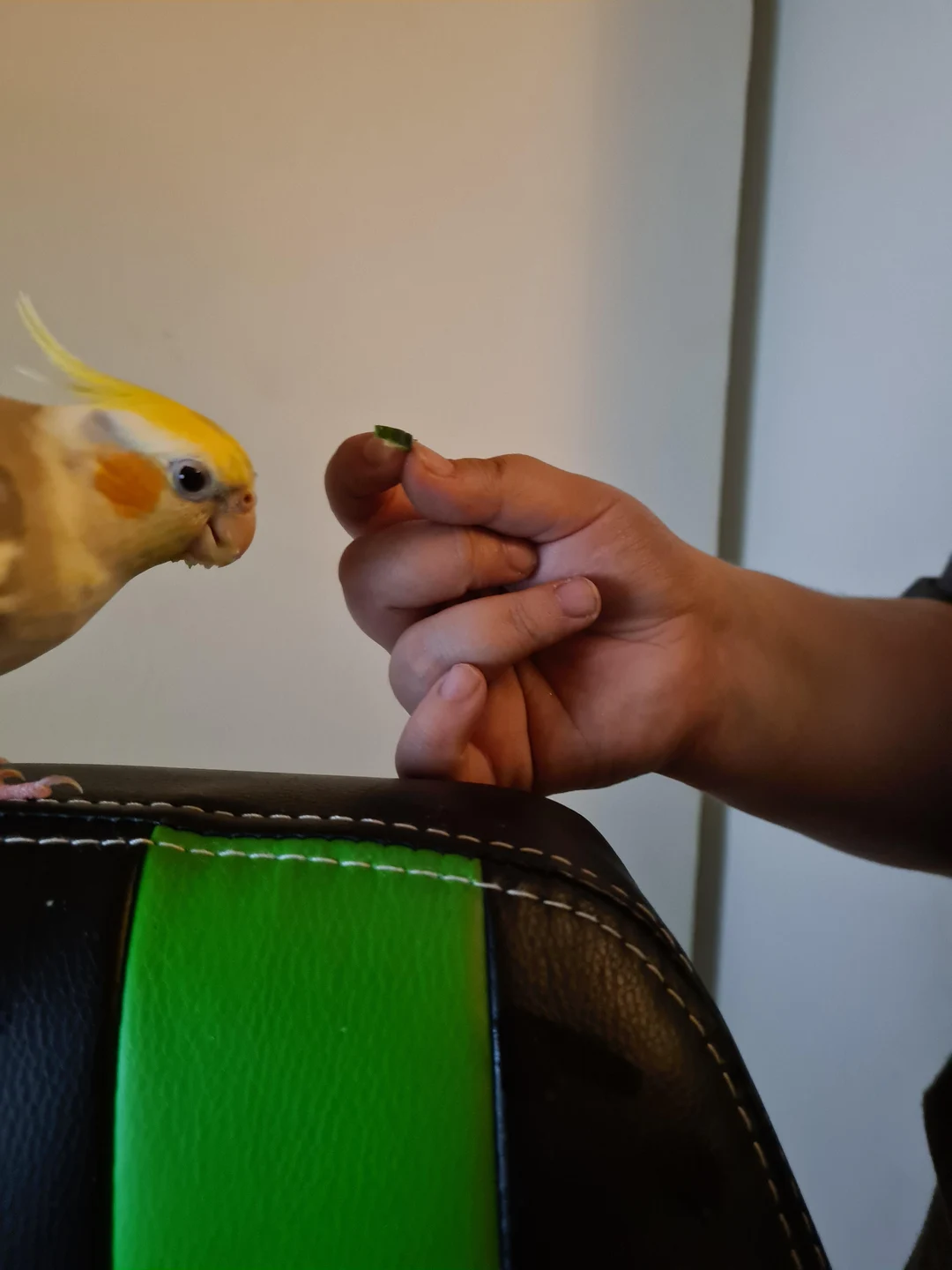 Brooke loves her food... she gets so messy when my girlfriend feeds her | Scrolller