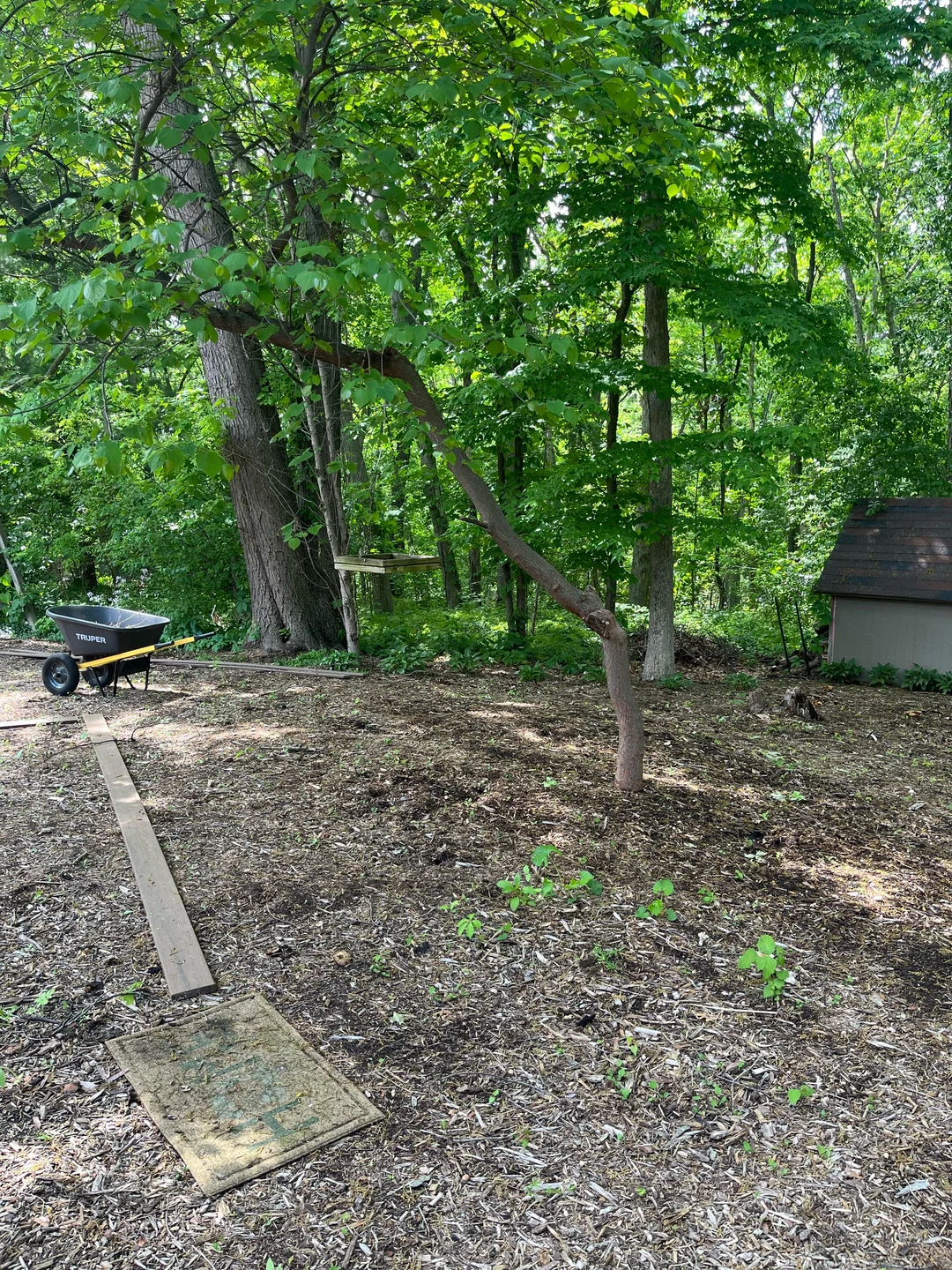 Baby deer trapped on our backyard | Scrolller