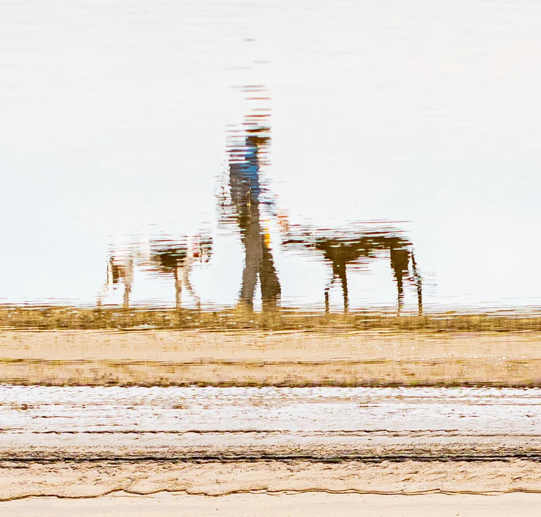 Two hounds reflected in the water... | Scrolller