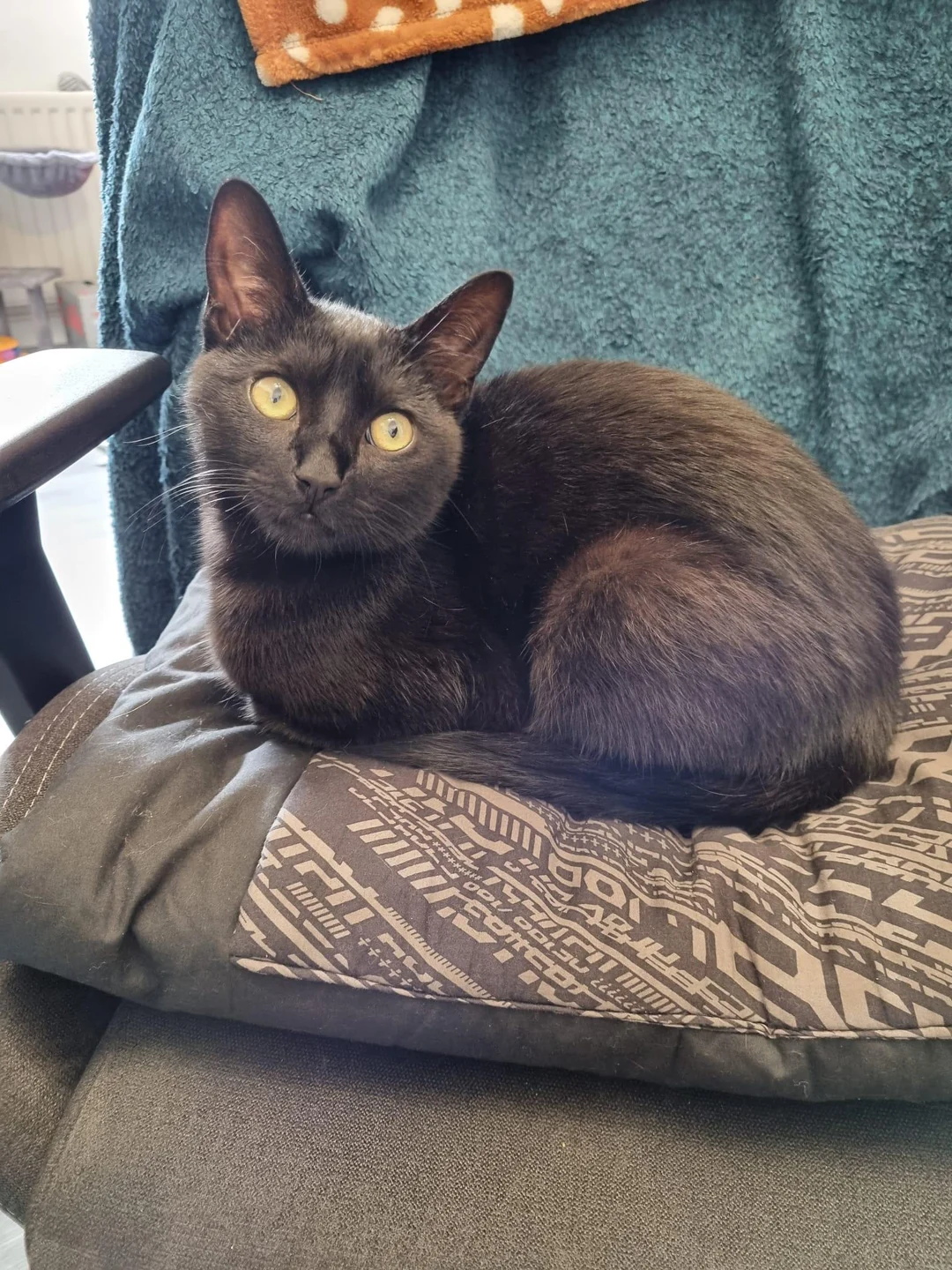 Burnt Loaf | Scrolller