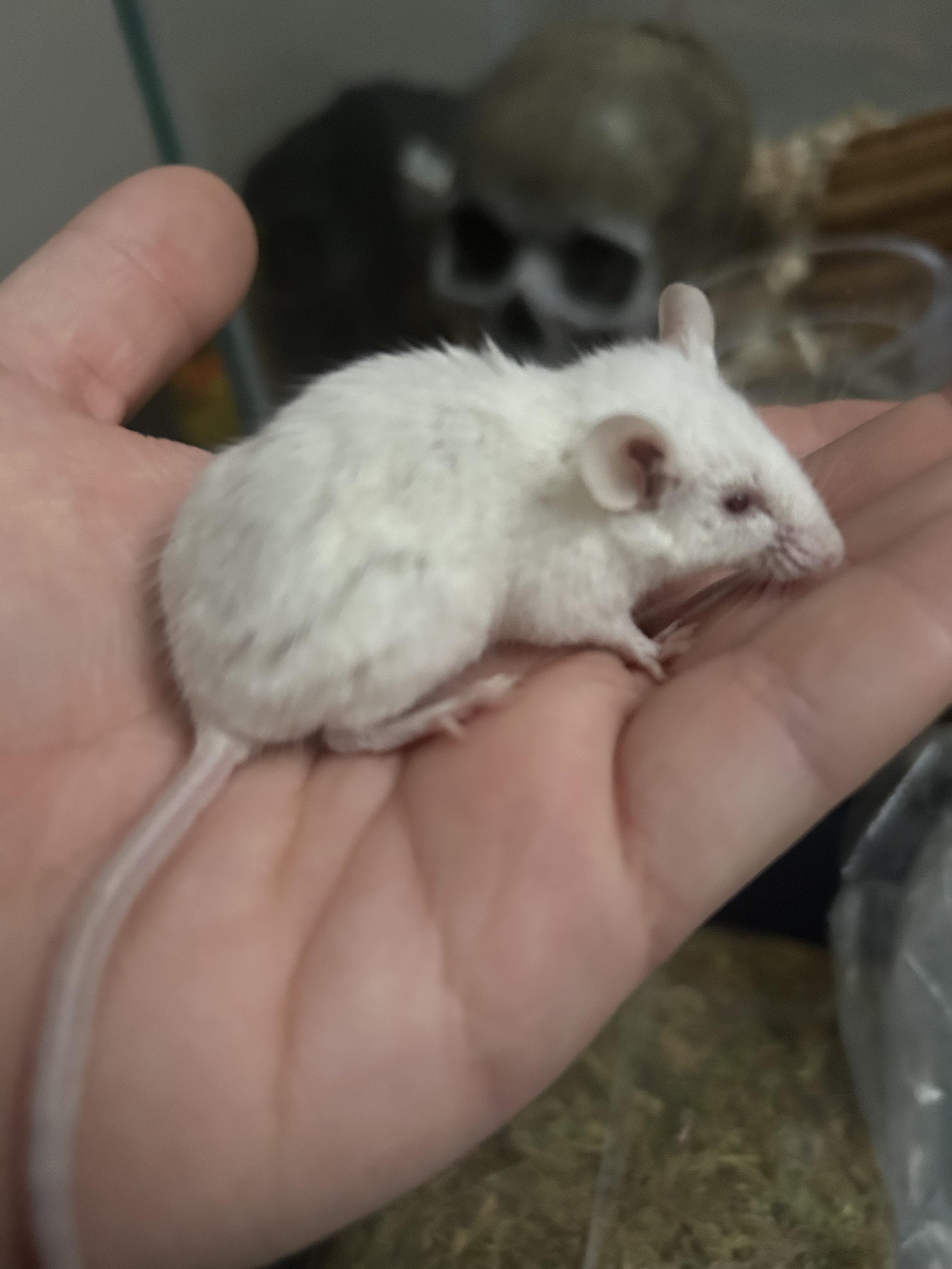 Update on my sick mouse | Scrolller