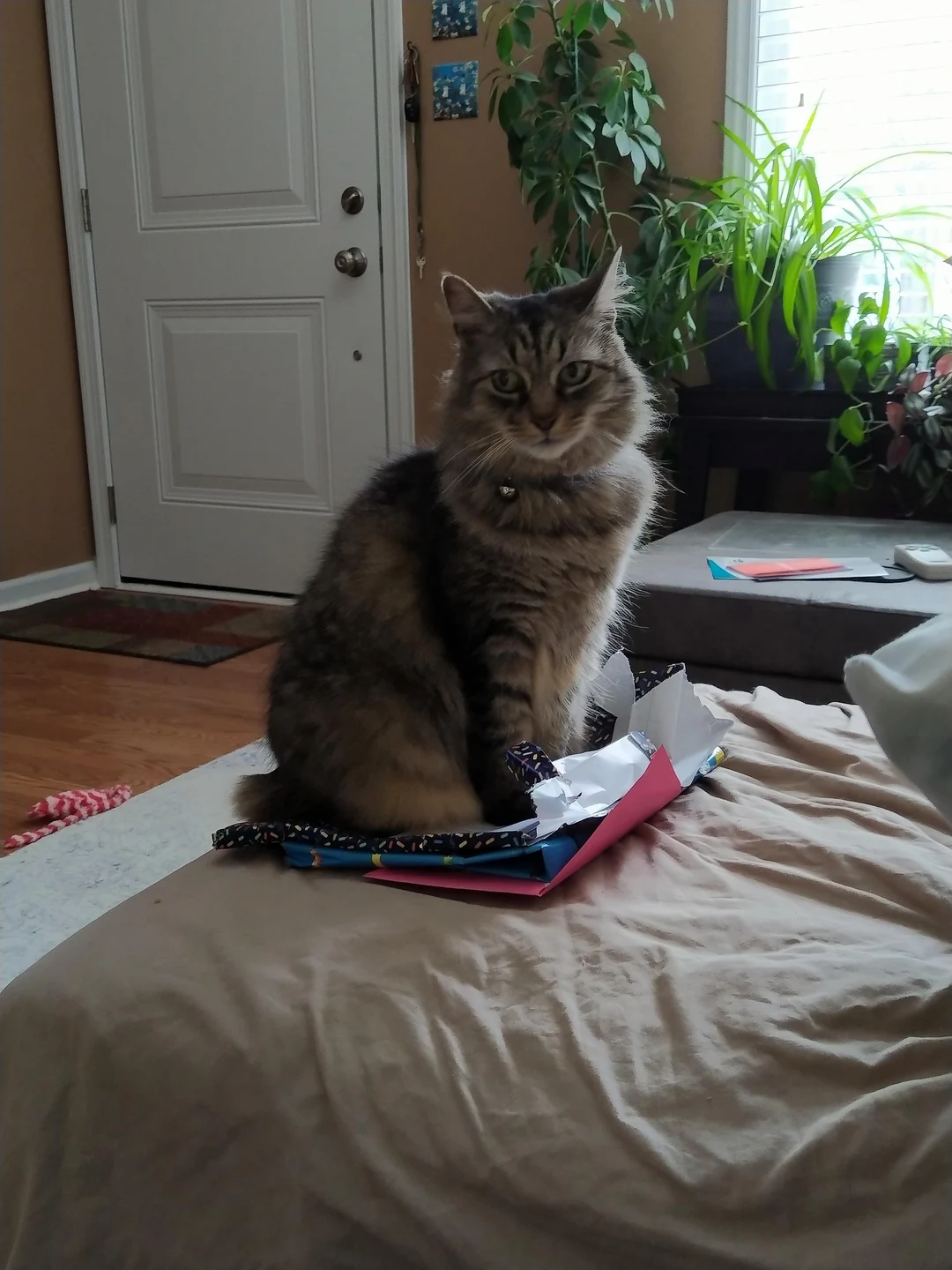 Wrapping paper trap snagged a fluffy one | Scrolller