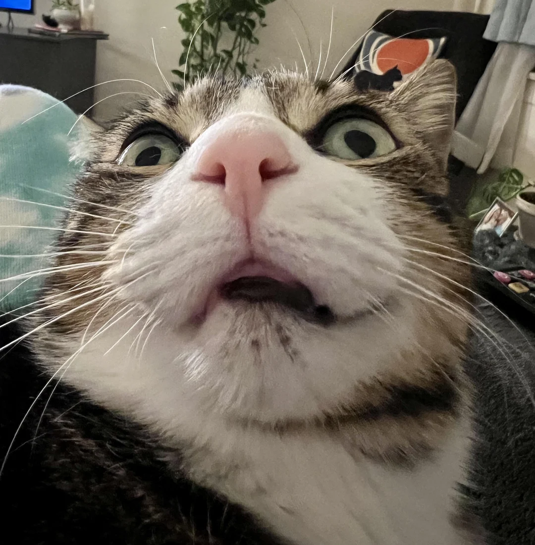 resting derp face | Scrolller