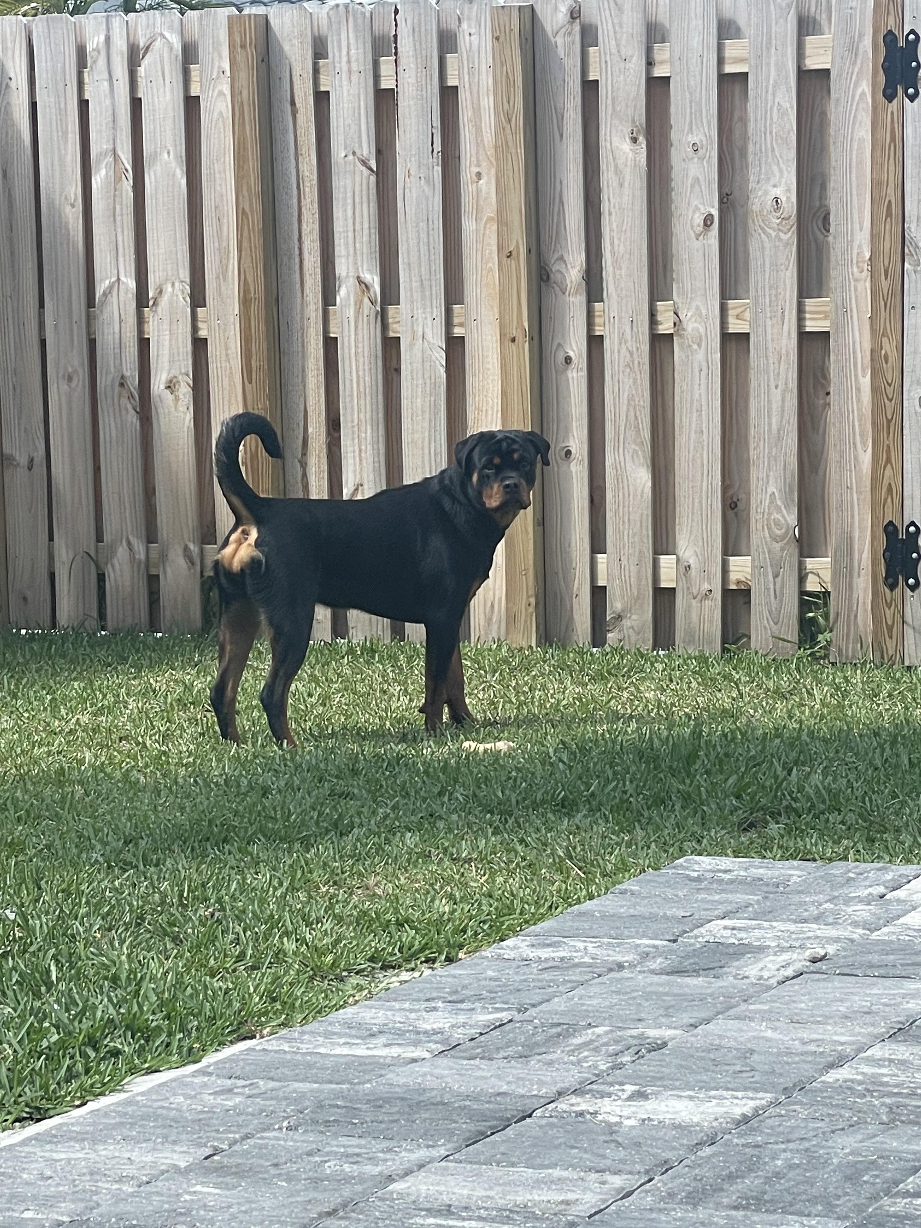 Shelby on guard duty! 8.5 months old | Scrolller