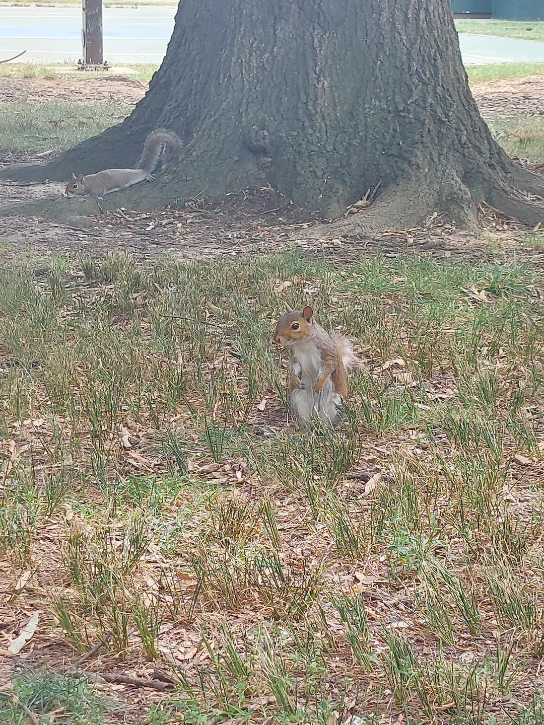Two DM[V] squirrels...one prefers flexing while the other prefers splooting. I still love them ...