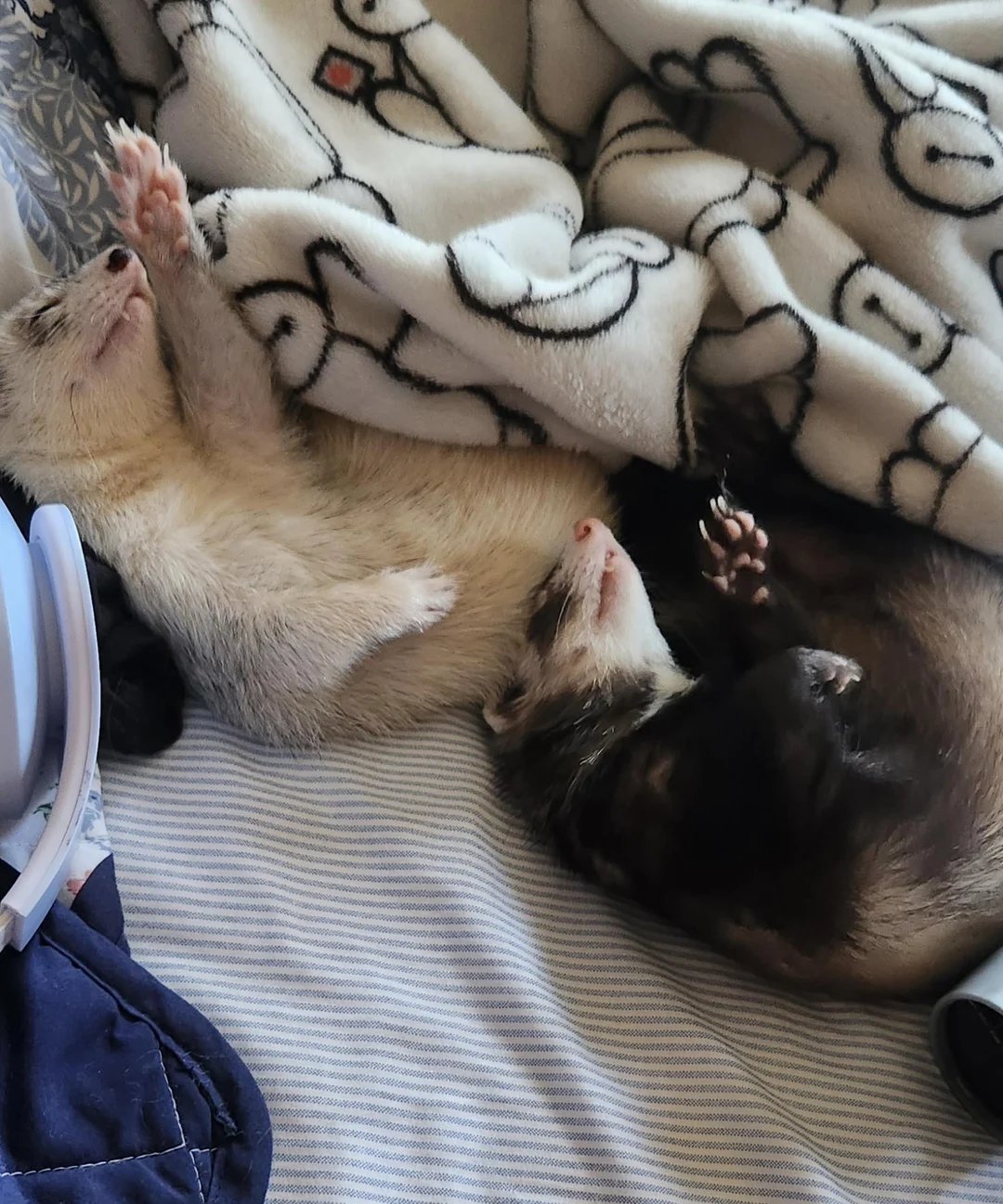 Synchronized Ferret Sleeping - a new Olympic Sport!! | Scrolller