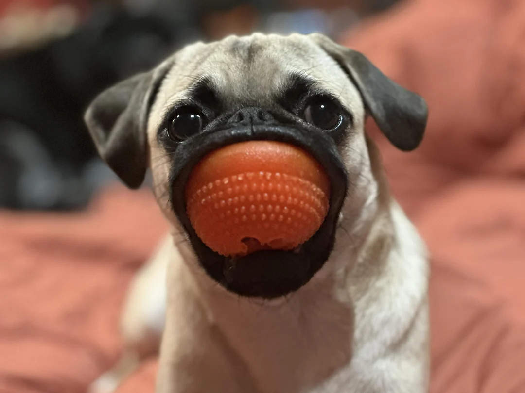 Toy instructions unclear | Scrolller