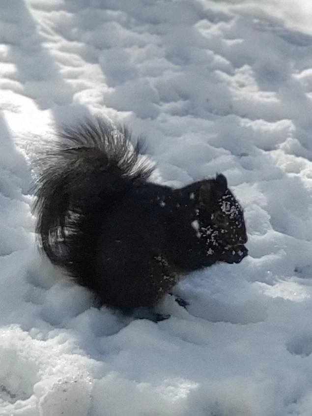 Covered in snow | Scrolller