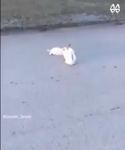 Poor rabbit... | Scrolller