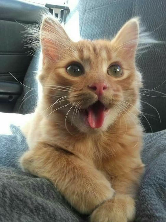 Super BLEP karen!!! | Scrolller