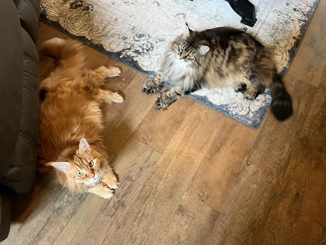 My poly paw girls… | Scrolller