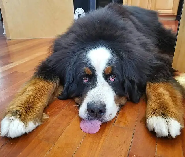 ruff day | Scrolller