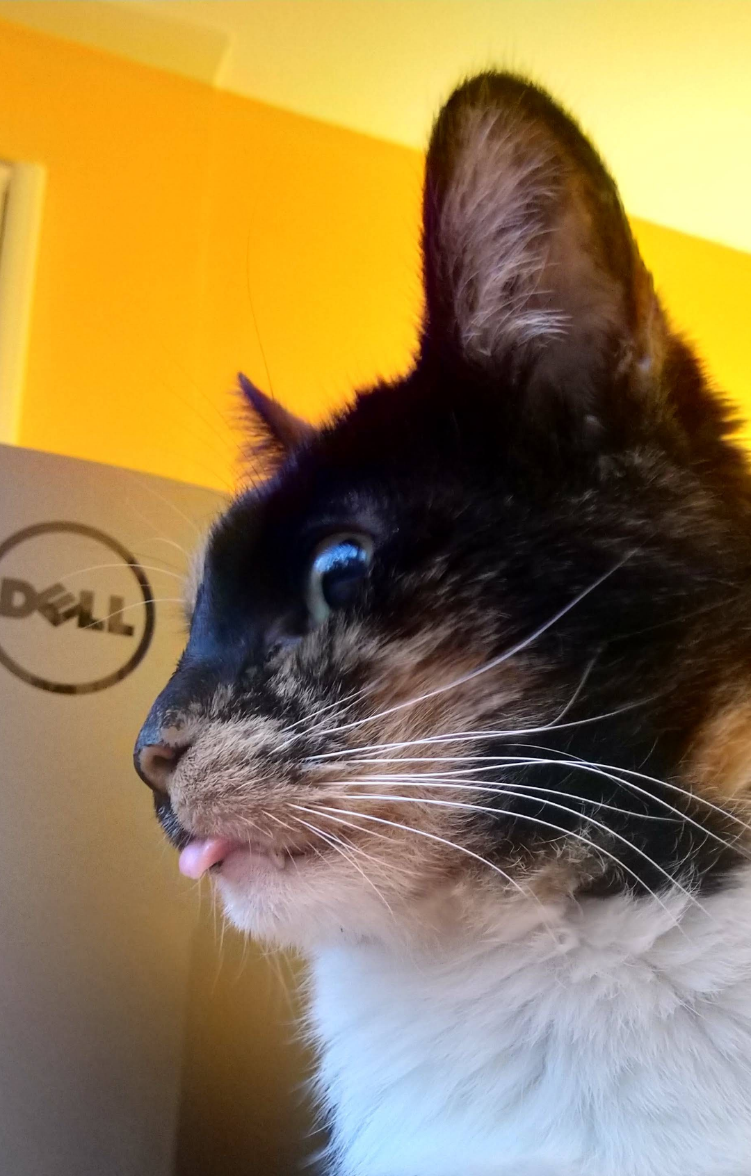 Phoebe does a blep, hence why she's also often referred to as Phloeble | Scrolller