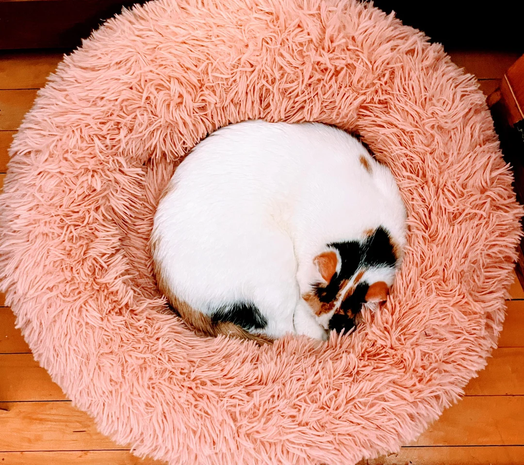 Fur circles. | Scrolller