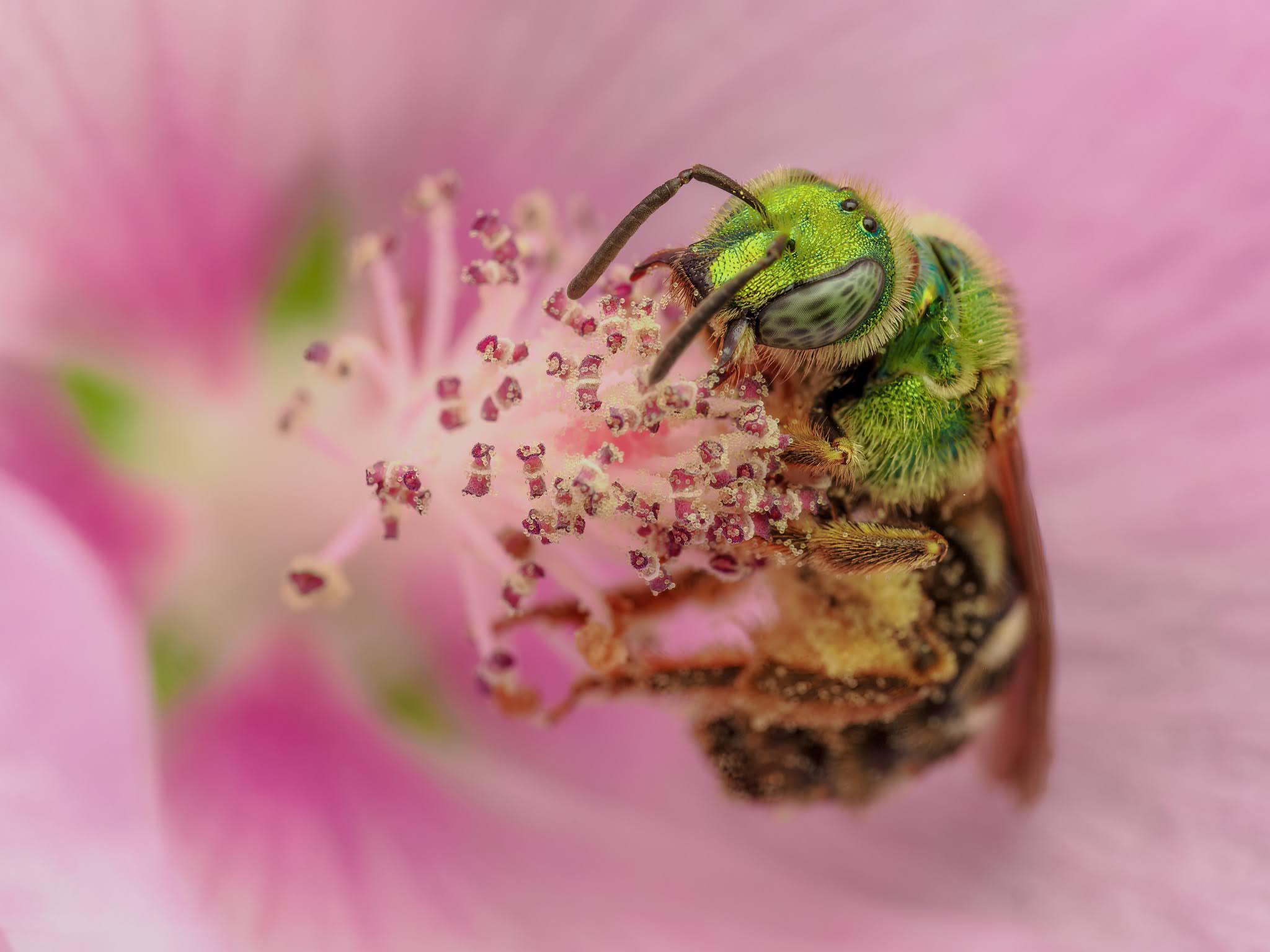 Bicolored Sweat Bee | Scrolller