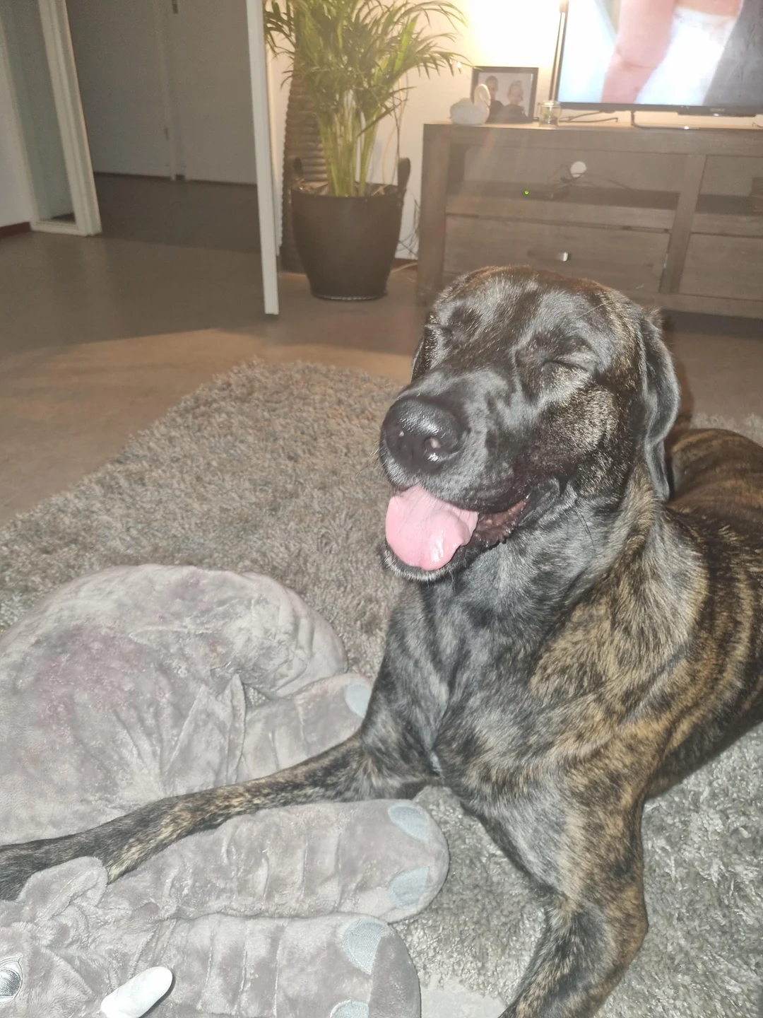 So happy with her elephant | Scrolller