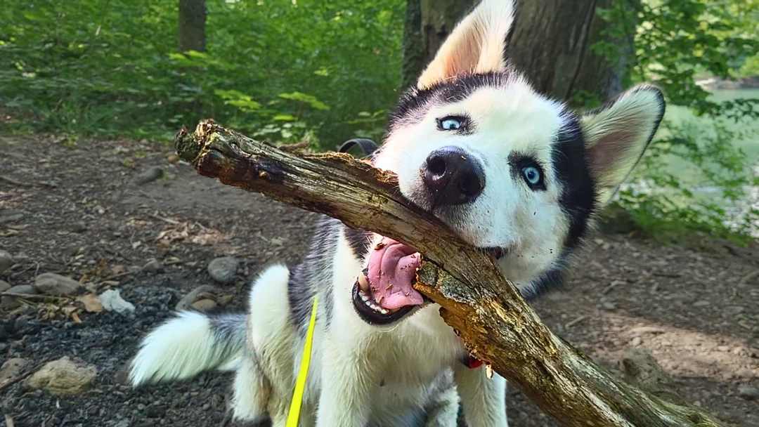 Performing quality checks of the big stick | Scrolller