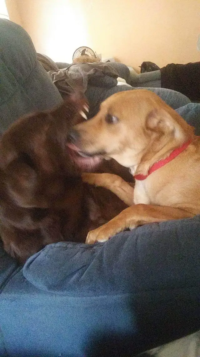 Cocoa was a cannibal and Lady was accepting her fate | Scrolller