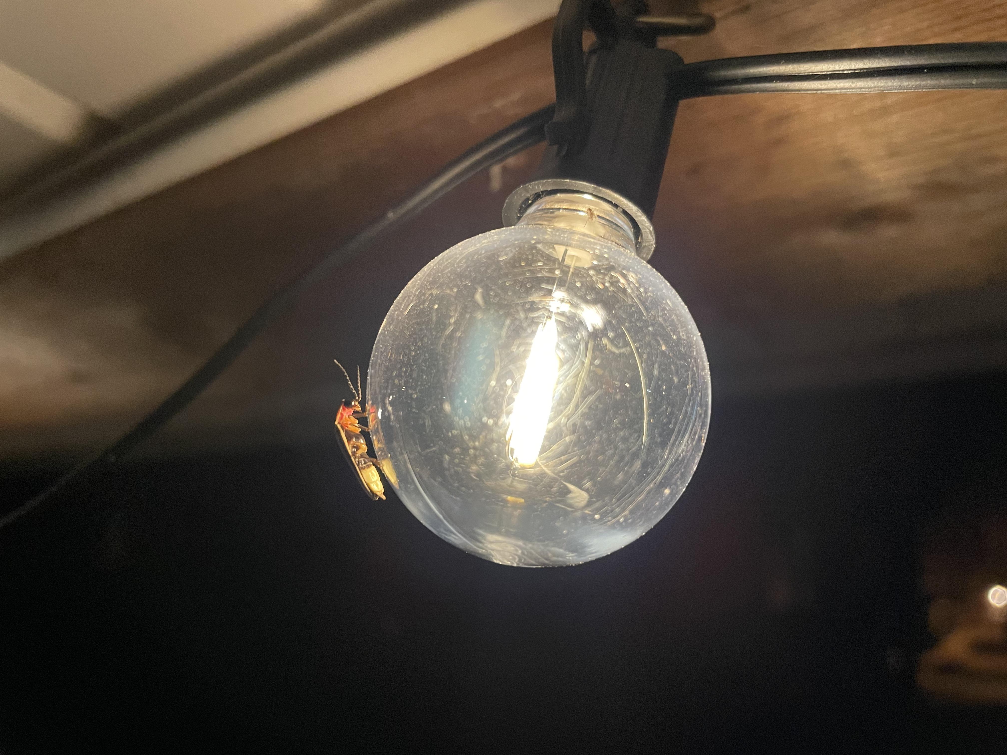 A lightning bug finding true love | Scrolller