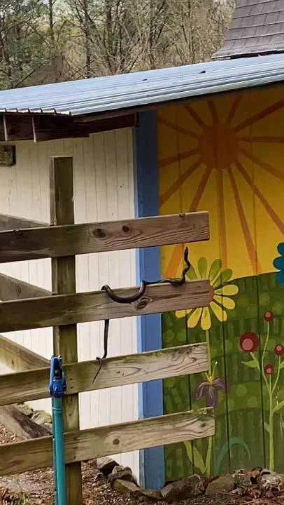 Special rat snake | Scrolller