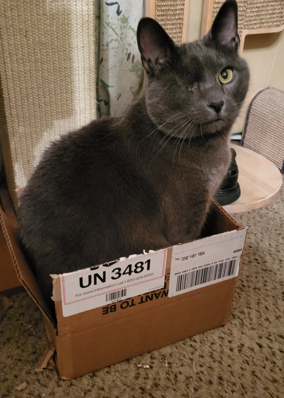 Willie in one of his many boxes! | Scrolller