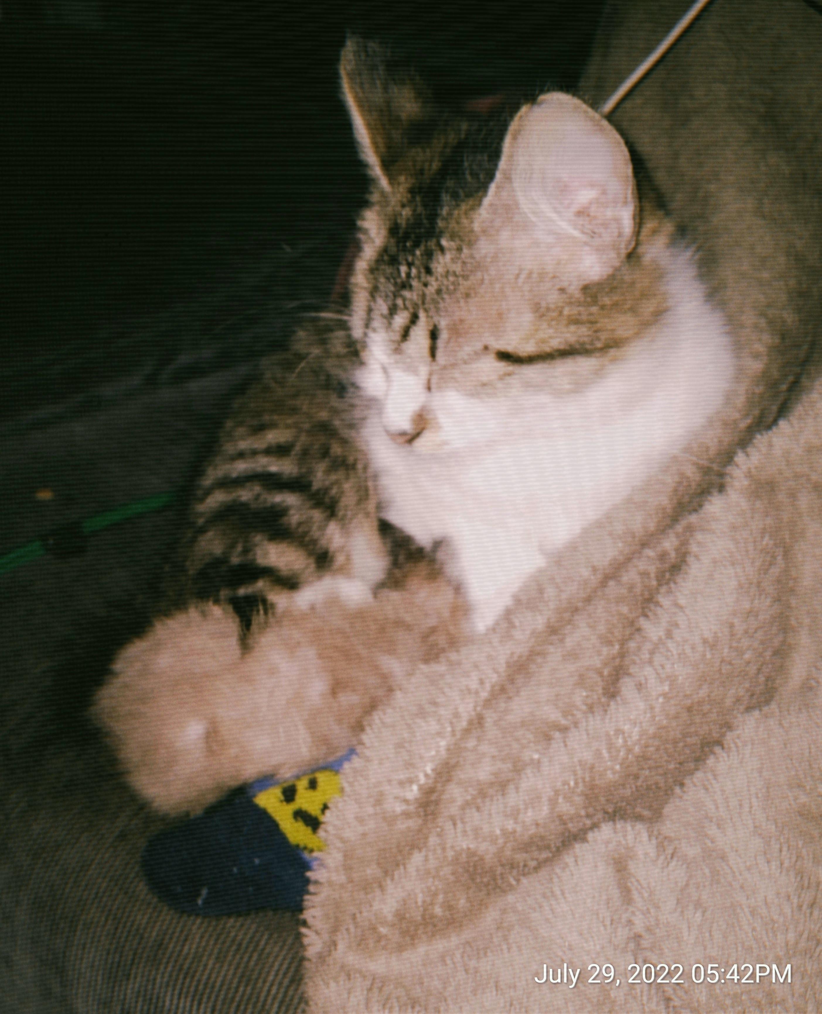 sleeping | Scrolller