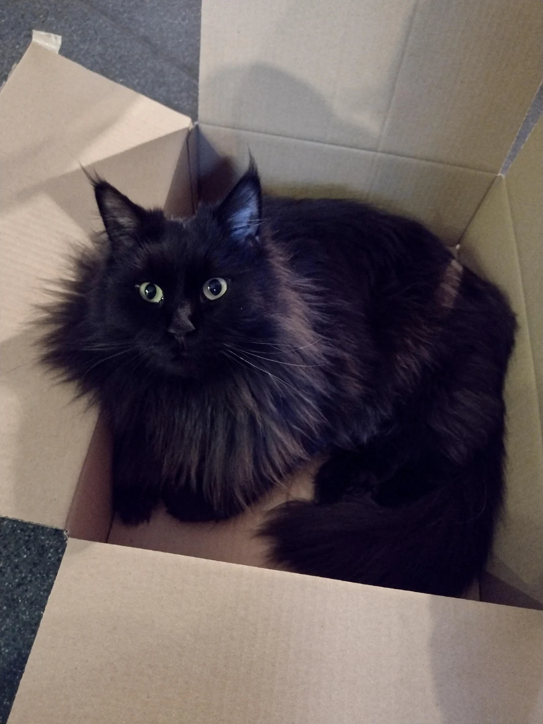 Alice looks even more adorable with her extra winter floof - I love her ️ | Scrolller