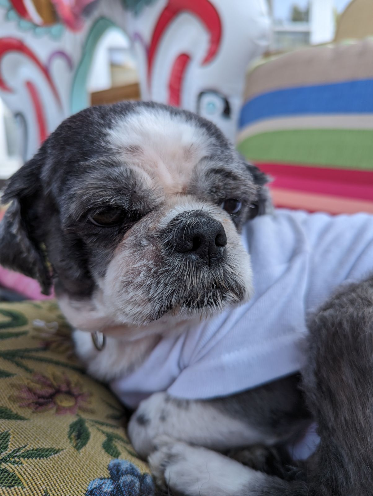 Roxanne's RBF | Scrolller