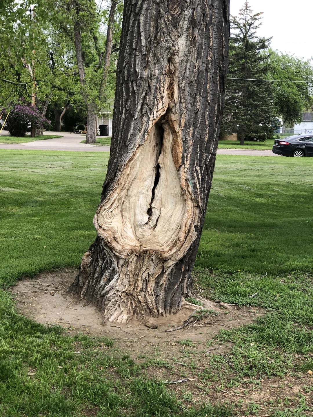 Why do I find that tree very attractive? | Scrolller