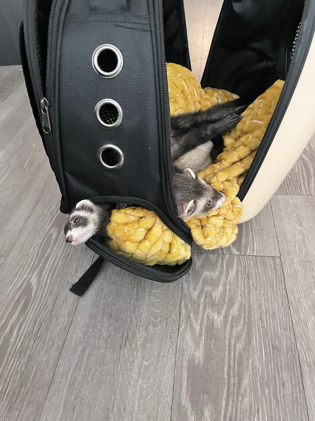 Just a two headed floof worm💓 | Scrolller