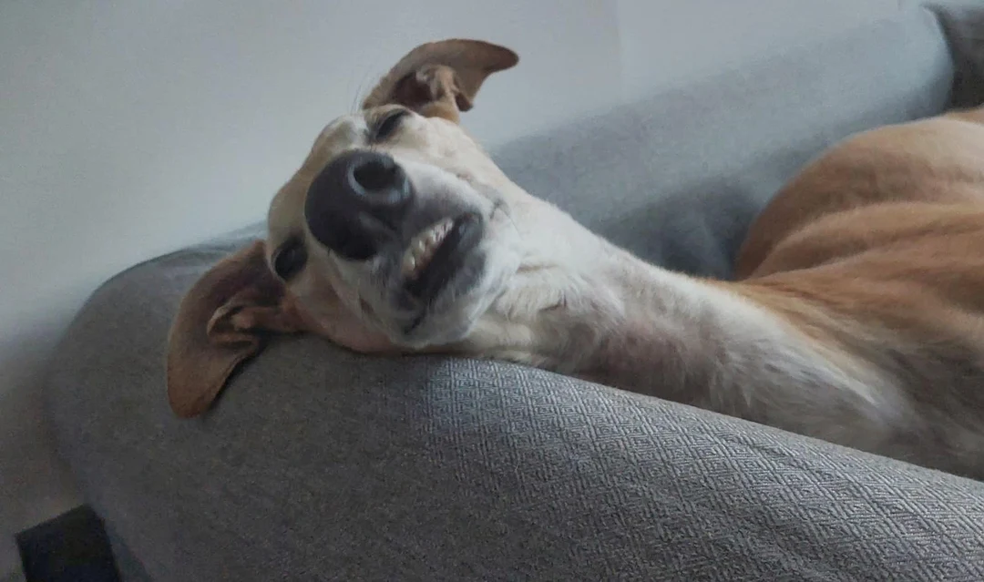 Lito having a lovely nap 😉 | Scrolller