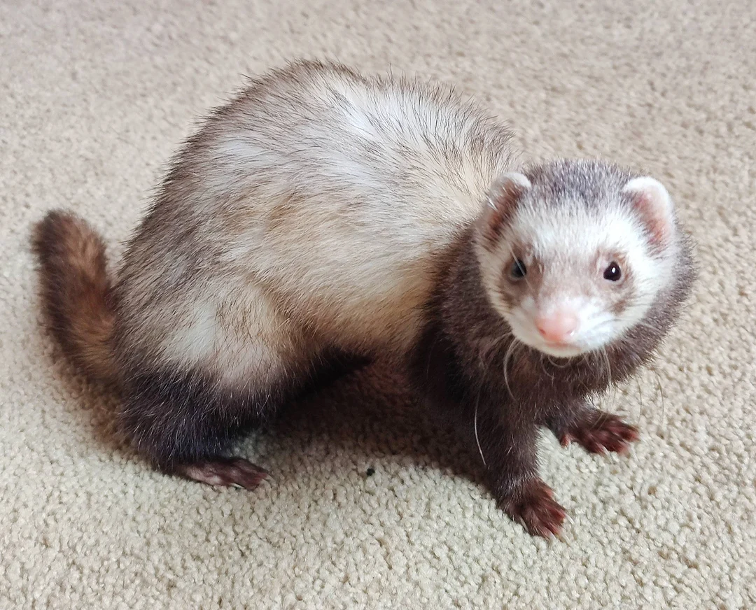 Generic Ferret, Circa 2017 | Scrolller