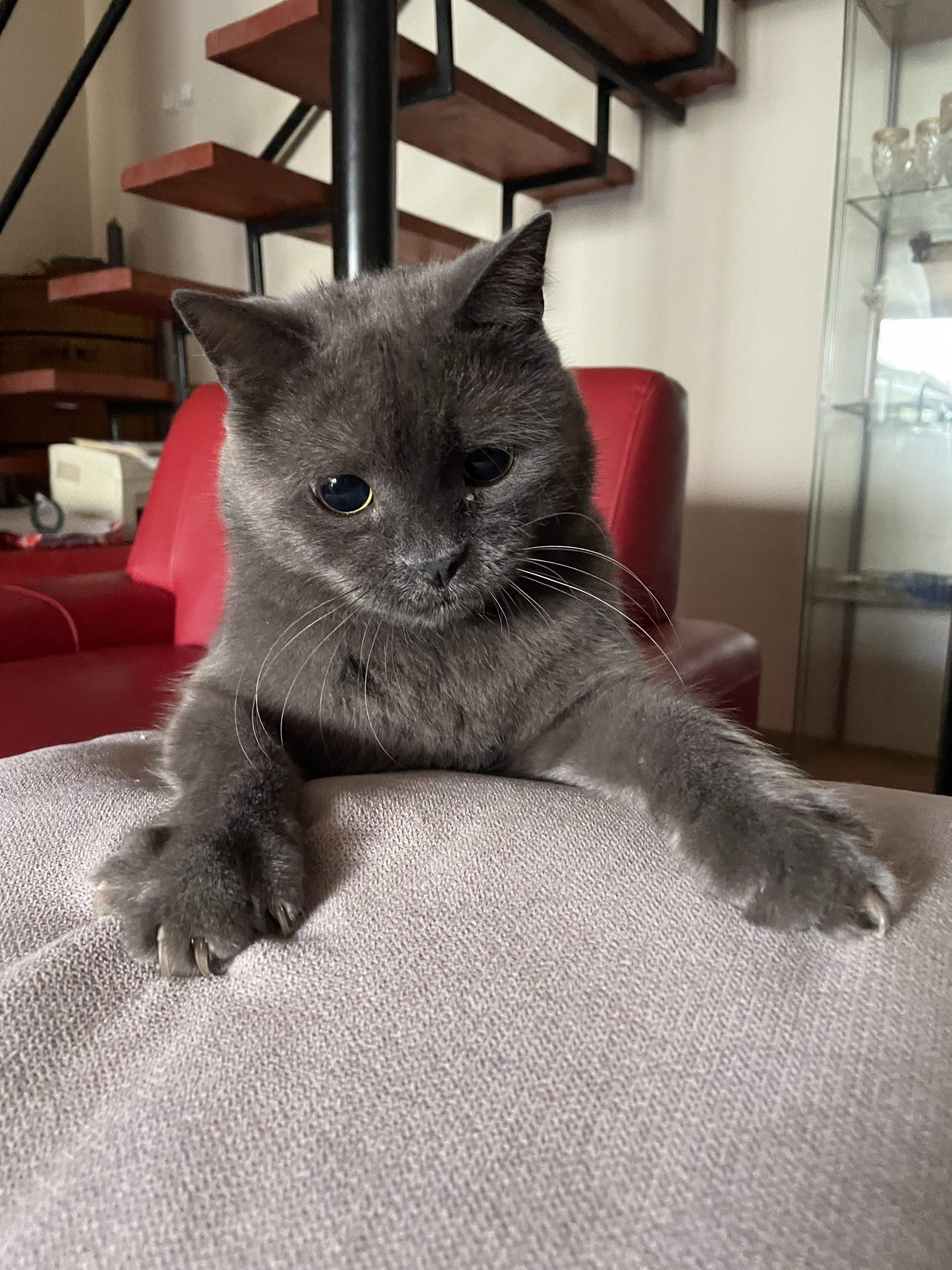 (OC) Attack mode activate. | Scrolller