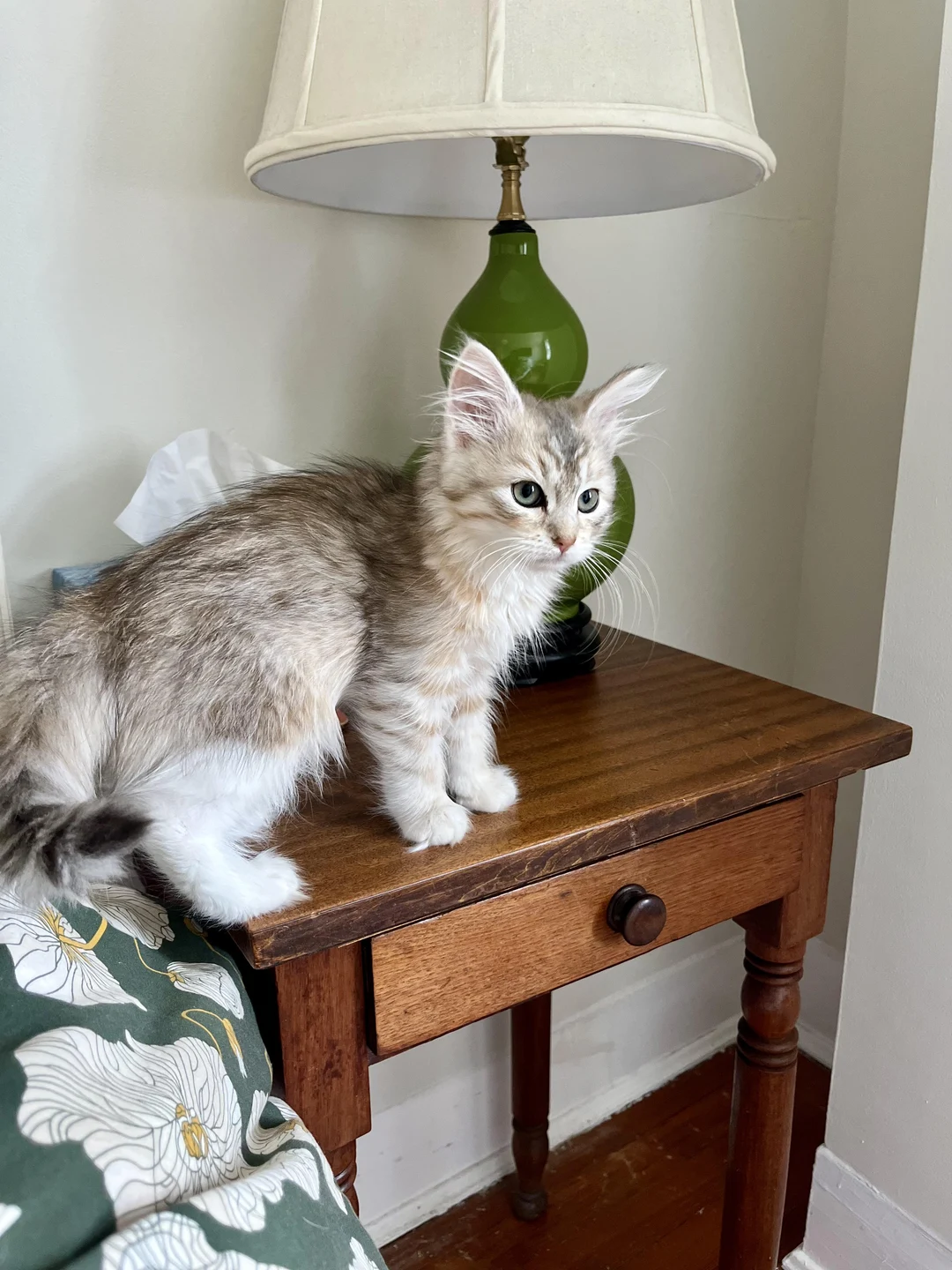 friend's new kitten | Scrolller