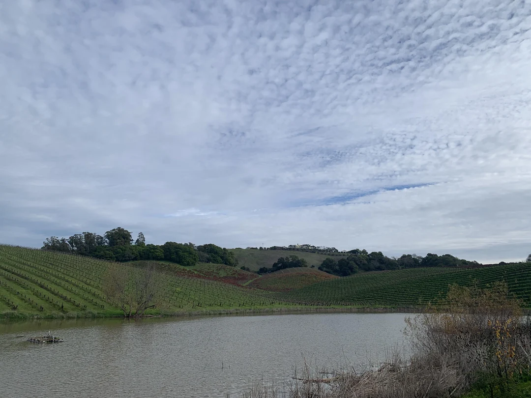 Vineyard in Napa,CA with retention pond in foreground | Scrolller