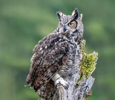 Great horned owl | Scrolller
