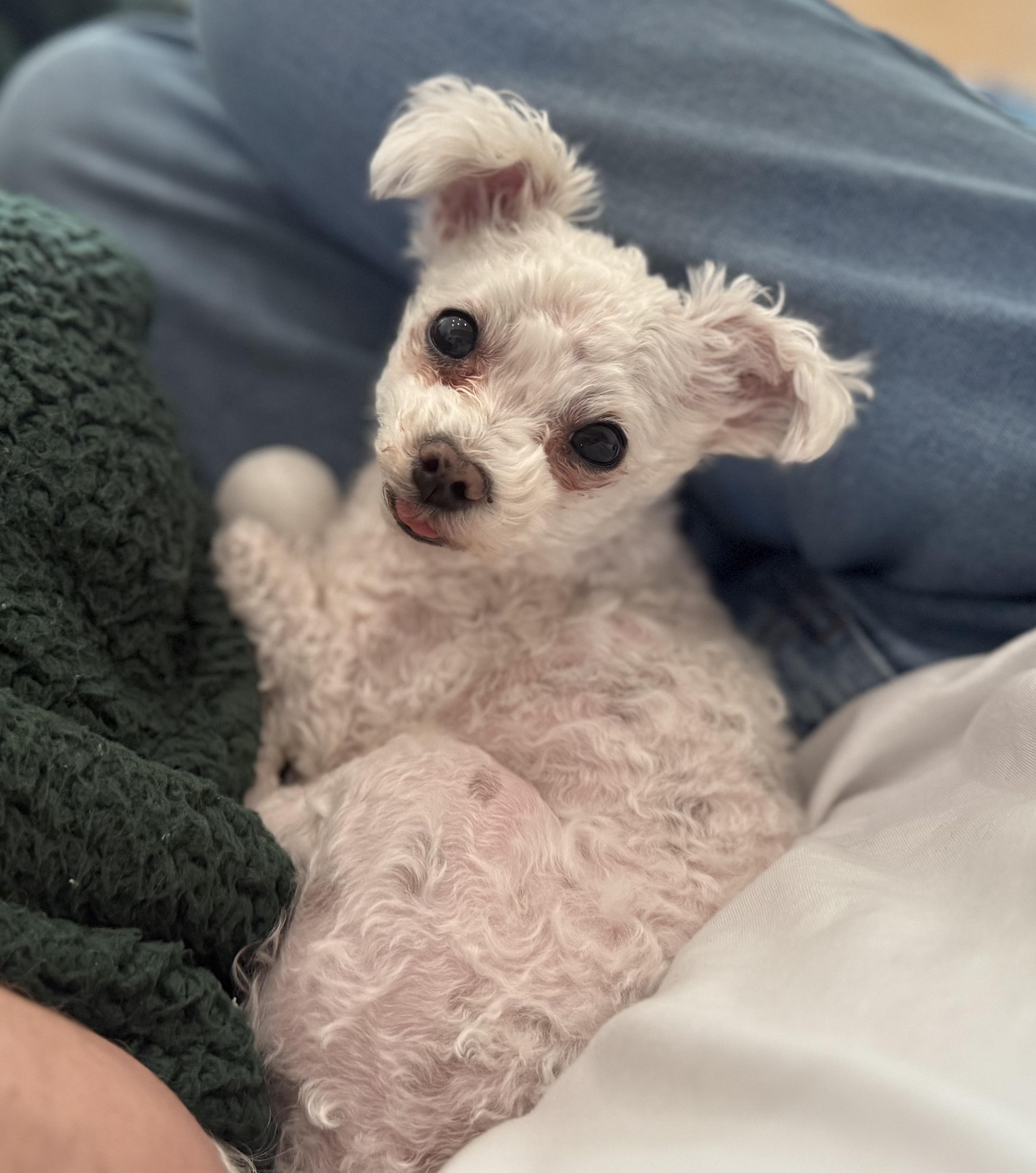 Sammy Scrolller