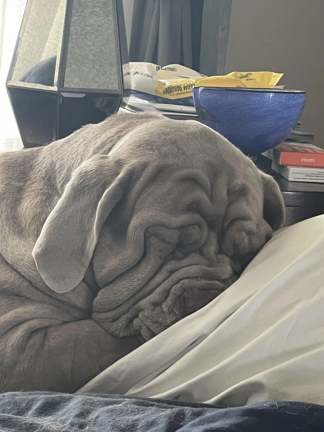 Monday afternoon snooze… Oh Carmela Marie.. | Scrolller